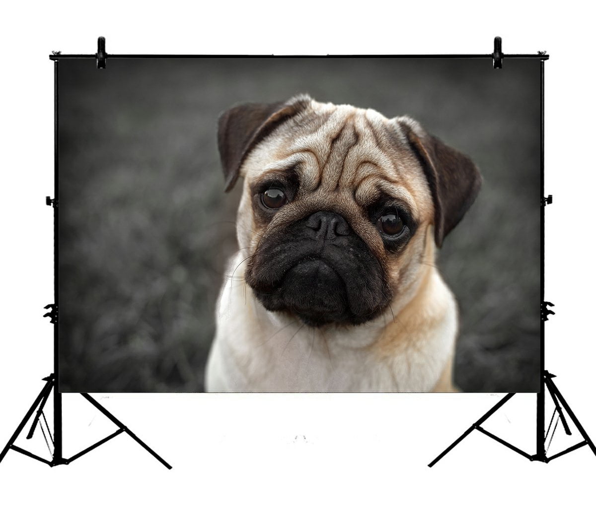 PHFZK 7x5ft Animal Backdrops, Portrait of Beautiful Pug Puppy ...