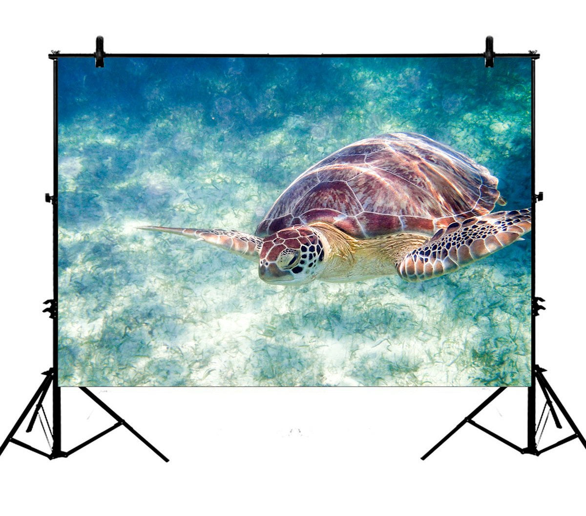 PHFZK 7x5ft Animal Backdrops, Sea Turtle on a Beach in the Riviera Maya ...