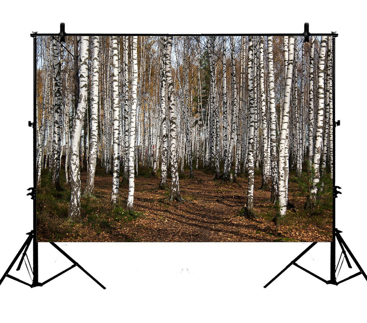 PHFZK 7x5ft Autumn Landscape Backdrops, Woodland Forest with Birch Tree ...