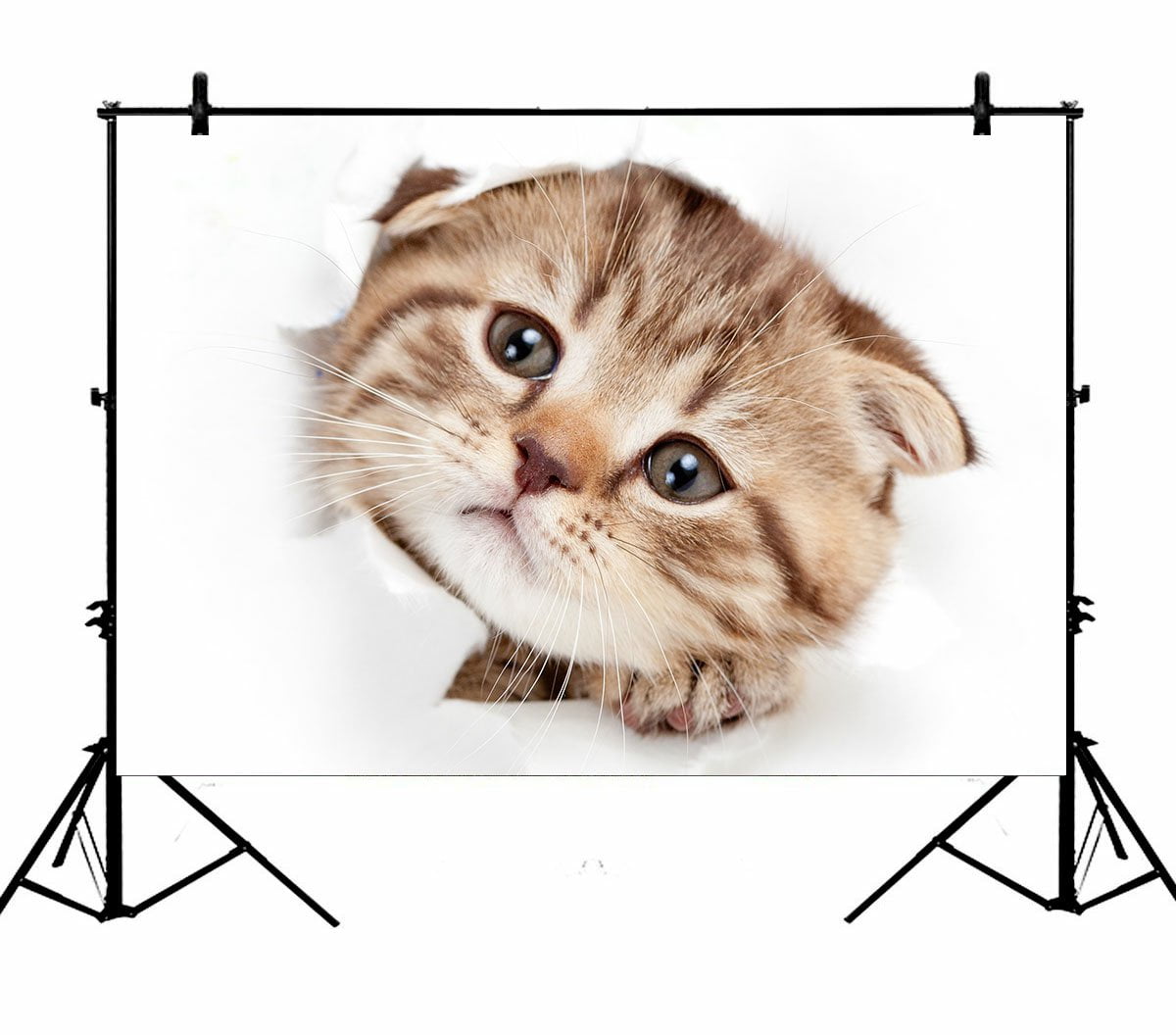 PHFZK 7x5ft Funny Kitten Backdrops, Animal Cat Looking out Paper Hole ...
