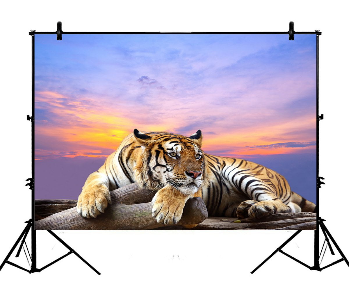 PHFZK 7x5ft Lying Tiger under Beautiful Sky Photography Backdrops ...