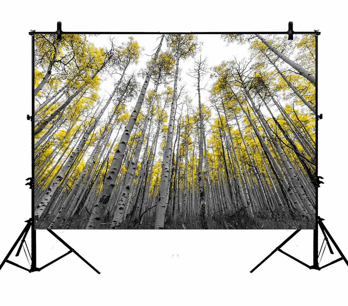 PHFZK 7x5ft Nature Landscape Backdrops, Tall Forest of Golden Aspen ...