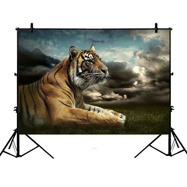 PHFZK 7x5ft Nature Wildlife Backdrops, Animal Tiger under Dramatic Sky ...