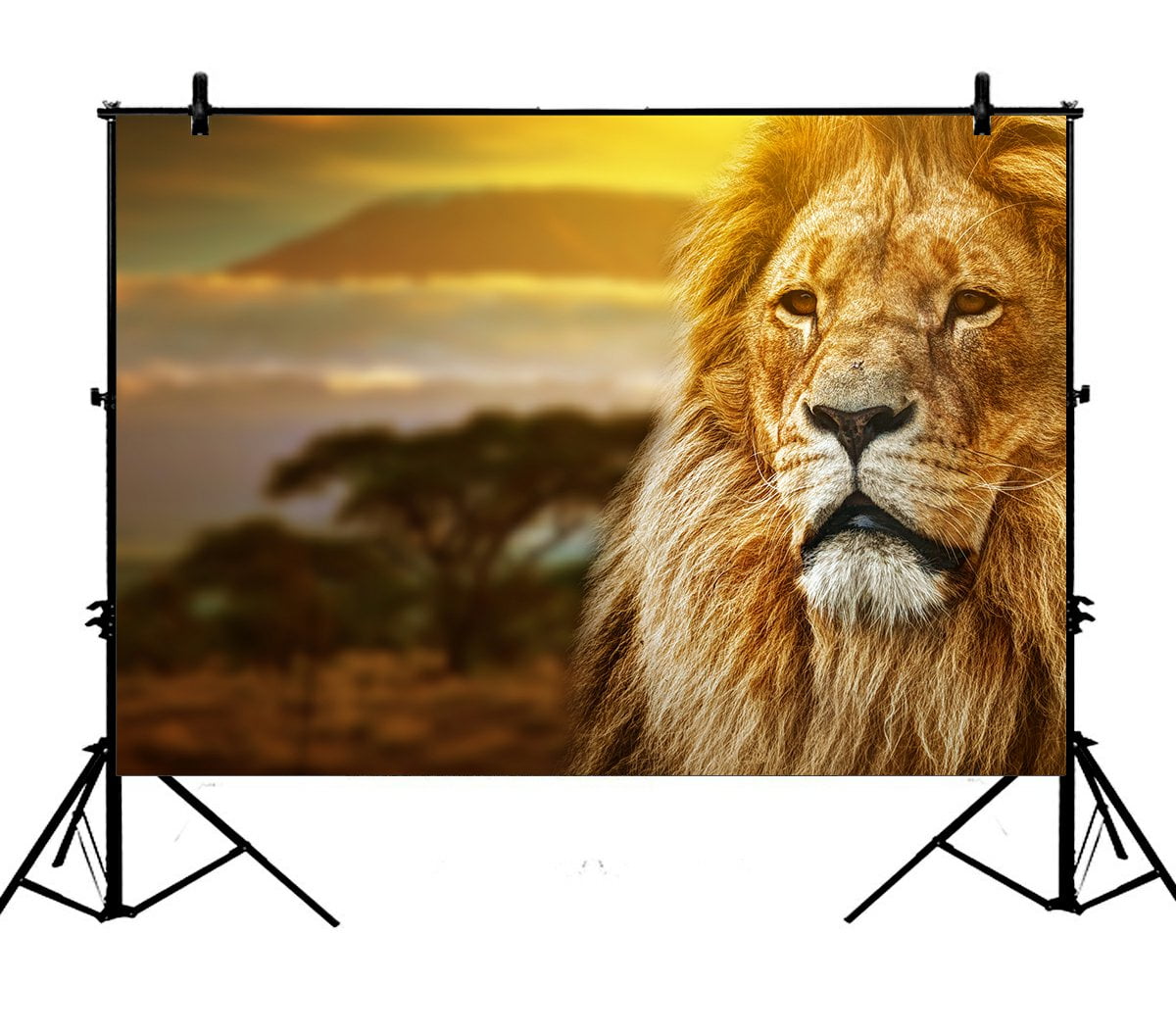 PHFZK 7x5ft Sunset Nuture Backdrops, African Animal Lion on Savanna ...