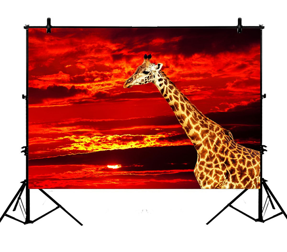 PHFZK 7x5ft Wild African Safari Backdrops, Animal Giraffe against Red ...