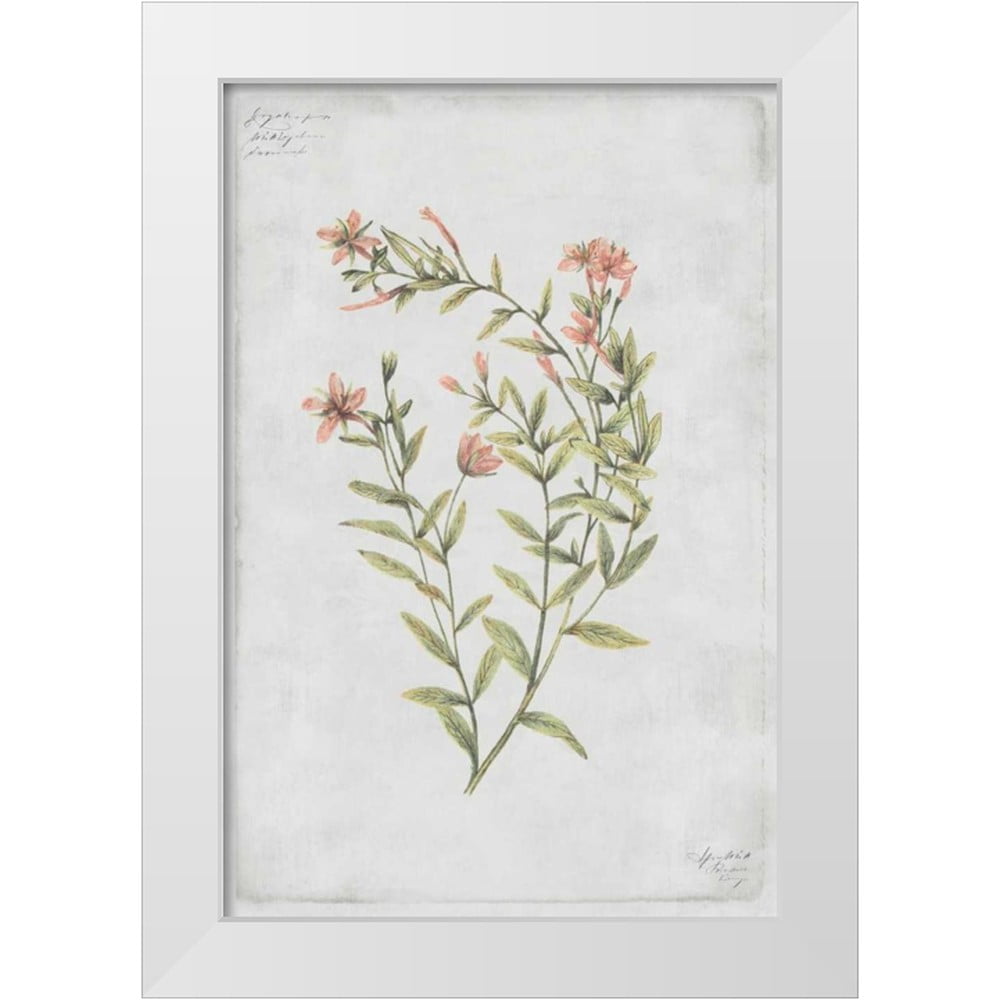 PI Collection 23x32 White Modern Wood Framed Museum Art Print Titled - Buds Vol. IV Tav ...