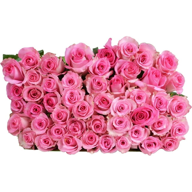 PICK YOUR OWN DELIVERY DATE | 50 Pink Roses Bulk Fresh Flowers ...