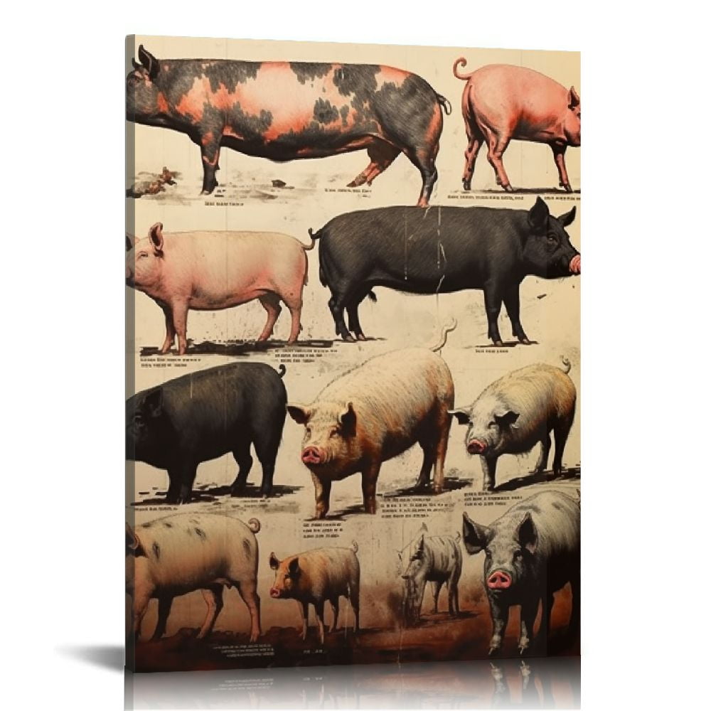 PIKWEEK Retro Tin Sign Types Pig Poster Pigs Poster Breeds Pigs Poster ...