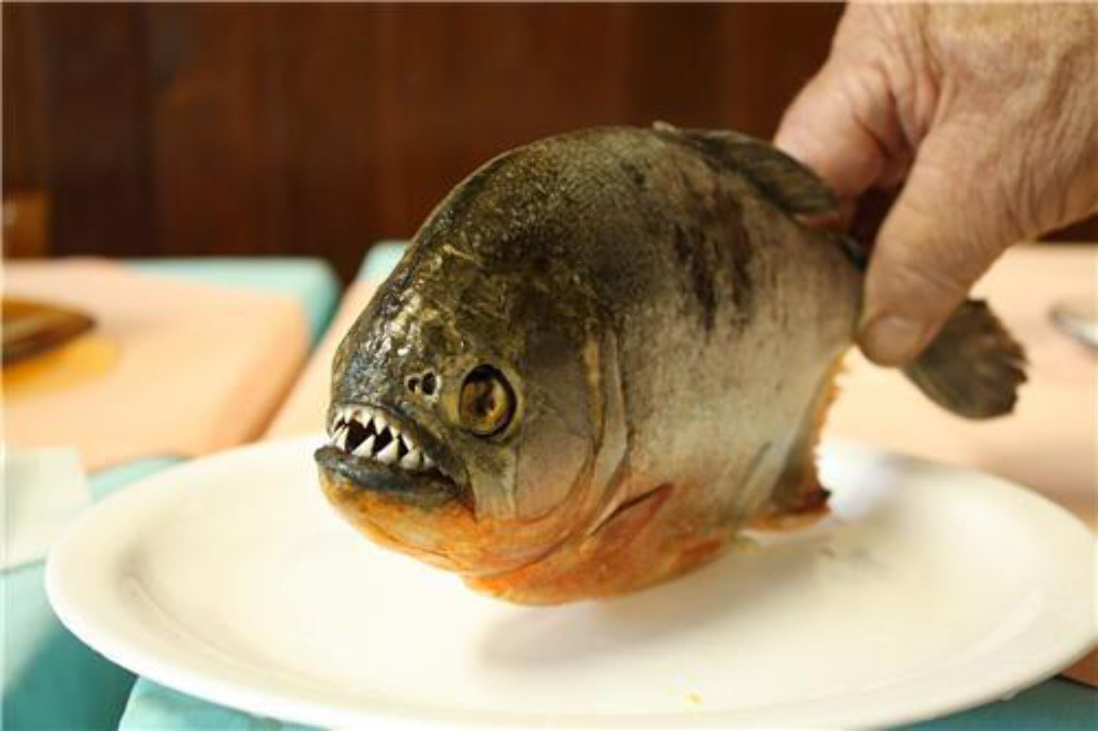PIRANHA GLOSSY POSTER PICTURE PHOTO pirana sharp teeth fish scary cool ...