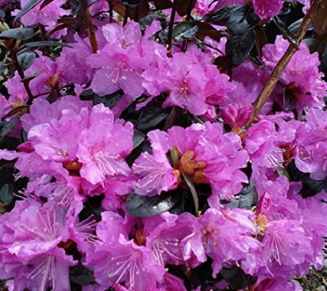 PJM Elite Easy Grow Lavender Rhododendron - Live Plant (1 QT) - Walmart.com