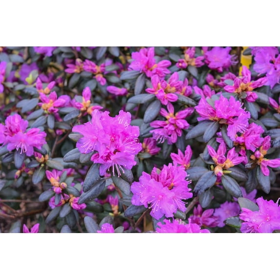 PJM Elite Rhododendron-Evergreen Shrub-Hardy and Colorful 3 Gallon ...