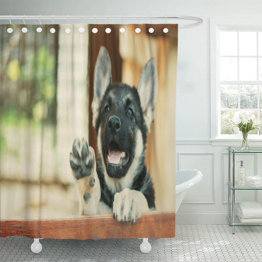 PKNMT Portrait of Puppy German Shepherd East European Dog Shallow ...