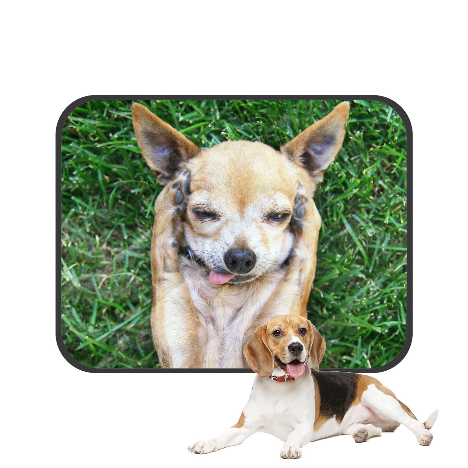 PKQWTM Funny Animals Cute Chihuahua Dog Paw on Head Pet Dog Cat Bed Pee ...