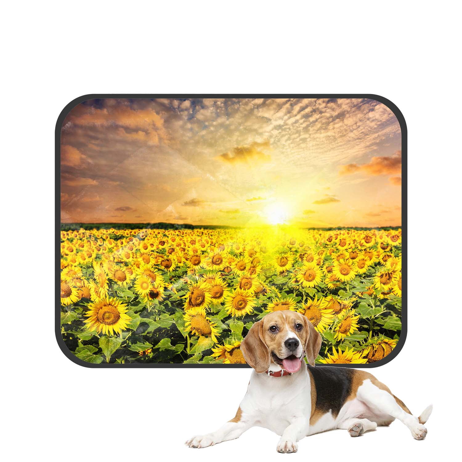 PKQWTM Sunset Sunflower Fields Fall Scenery Pet Dog Cat Bed Pee Pads ...