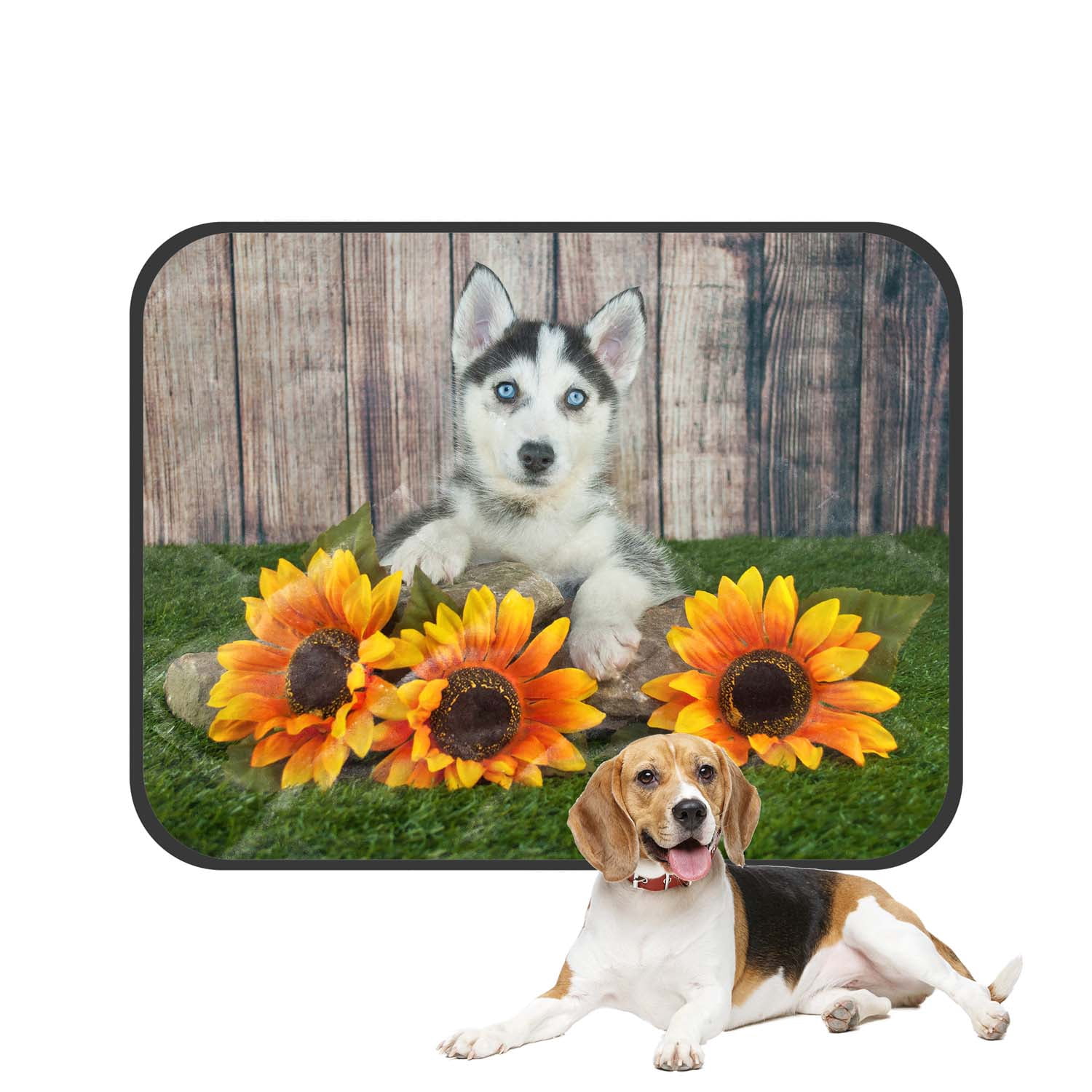 PKQWTM Sweet Husky Puppy Laying Grass Sunflowers Around Her Pet Dog Cat ...