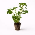 PLANT NOOK Batface Cuphea (Cuphea llavea) Live Plant Starter Plug 2 ...