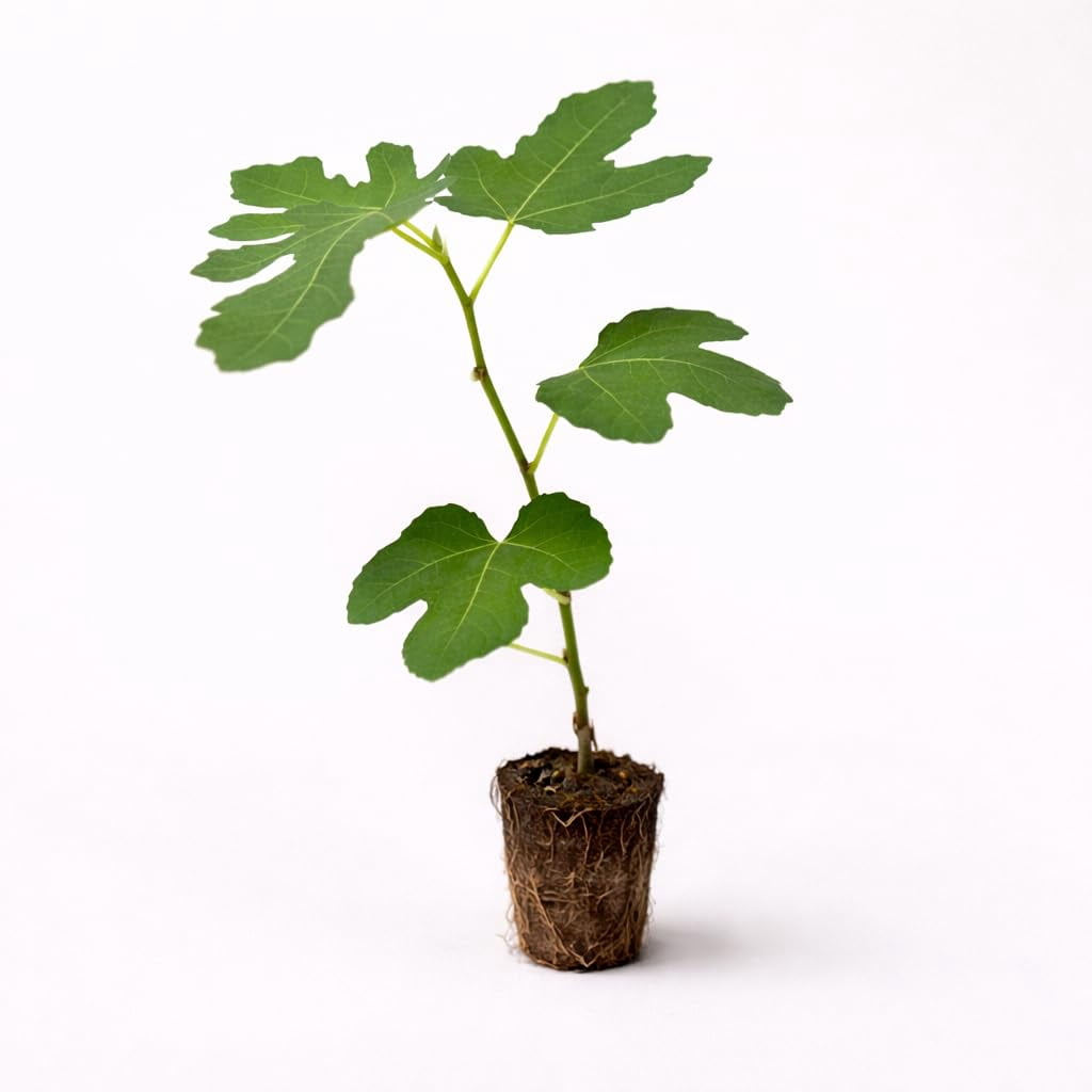 PLANT NOOK Brown Turkey Fig (Ficus carica) Live Plant Starter Plug 2 ...