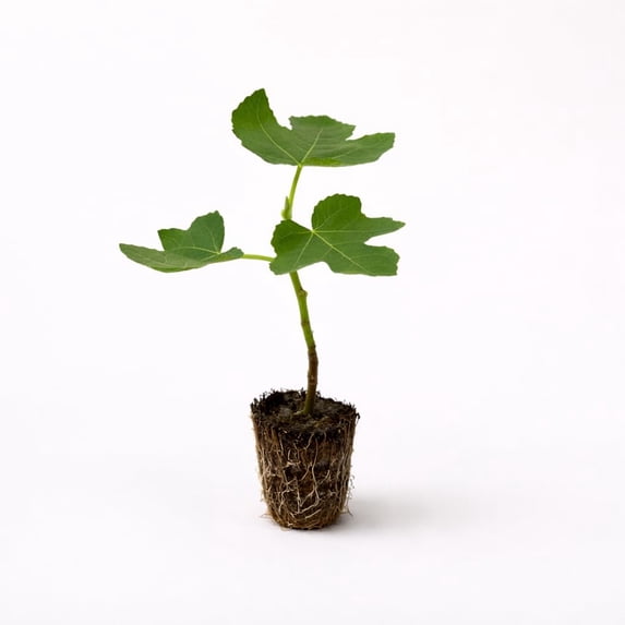 PLANT NOOK Chicago Hardy Fig Tree Live Plant | Ficus carica ‘Chicago ...