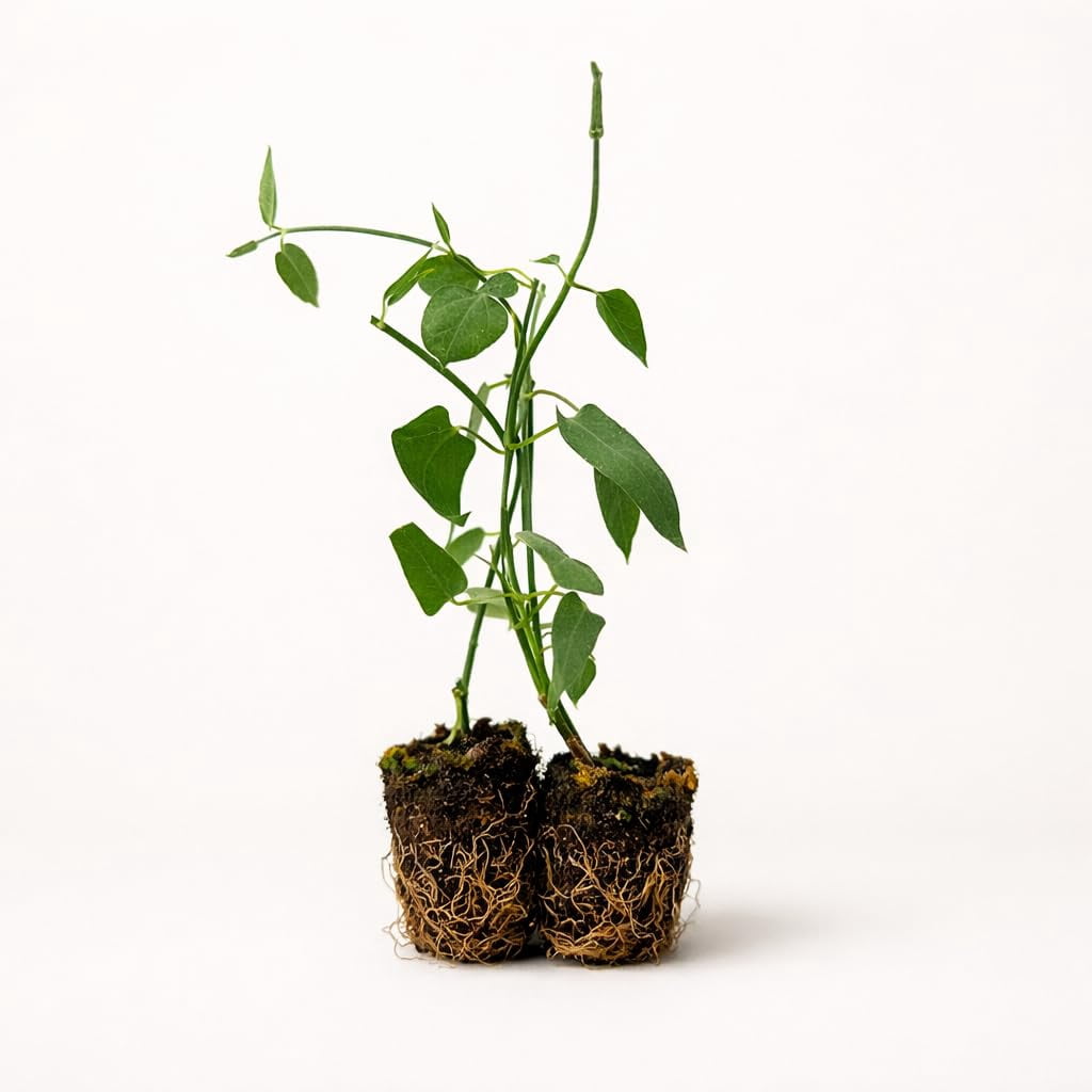PLANT NOOK Tropical Milkweed Silky Red (Asclepias curassavica) Live ...