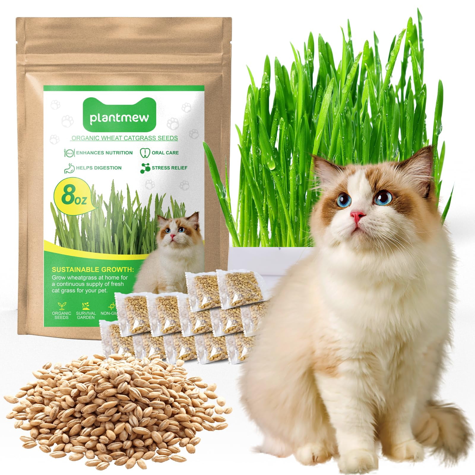 PLANTMEW Cat Grass Seeds for Indoor Cats MHD1- 8oz of Non-GMO Organic ...