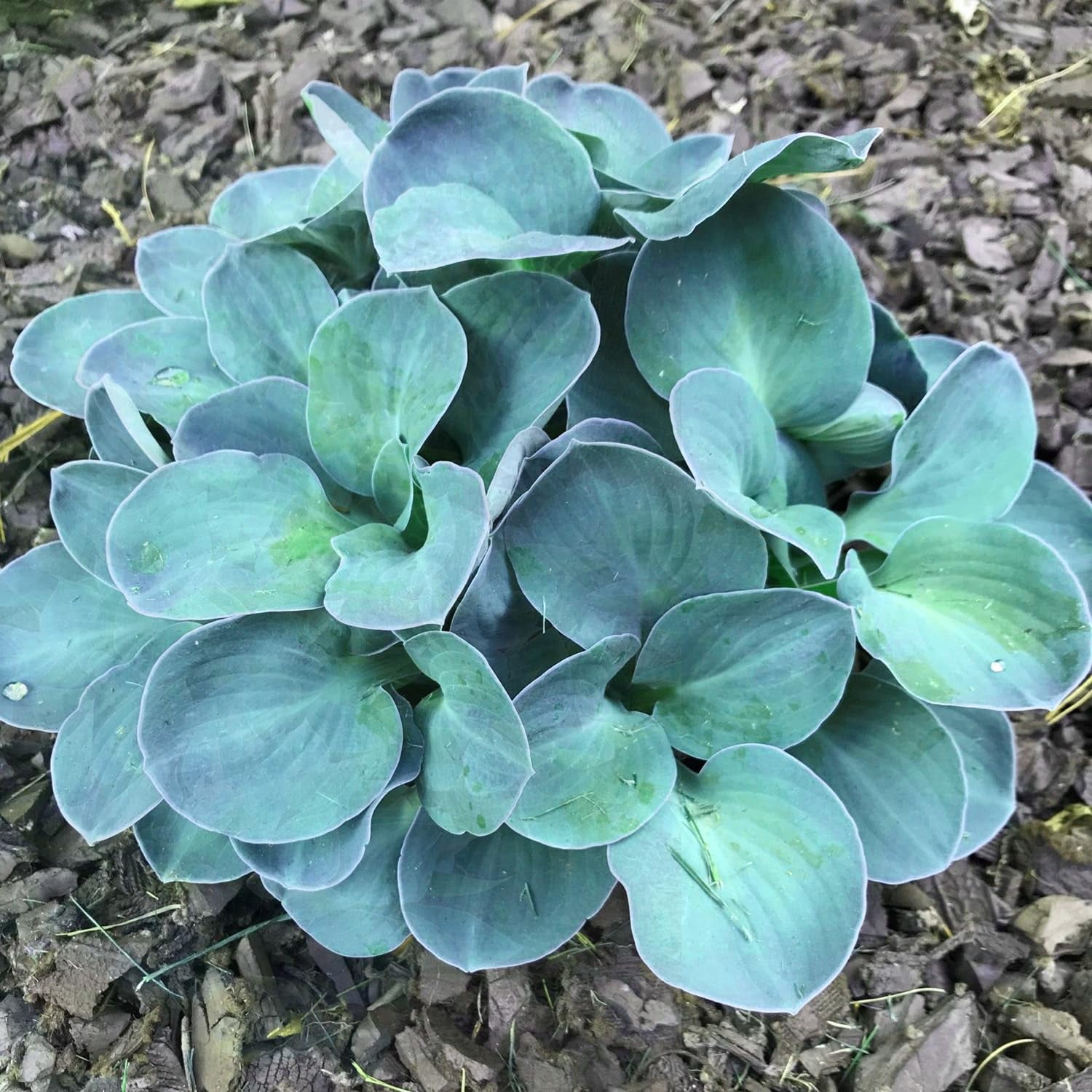 PLATAGO 200 Hosta Seeds Blue Mouse Ear Hosta Plants Seeds Perennial ...