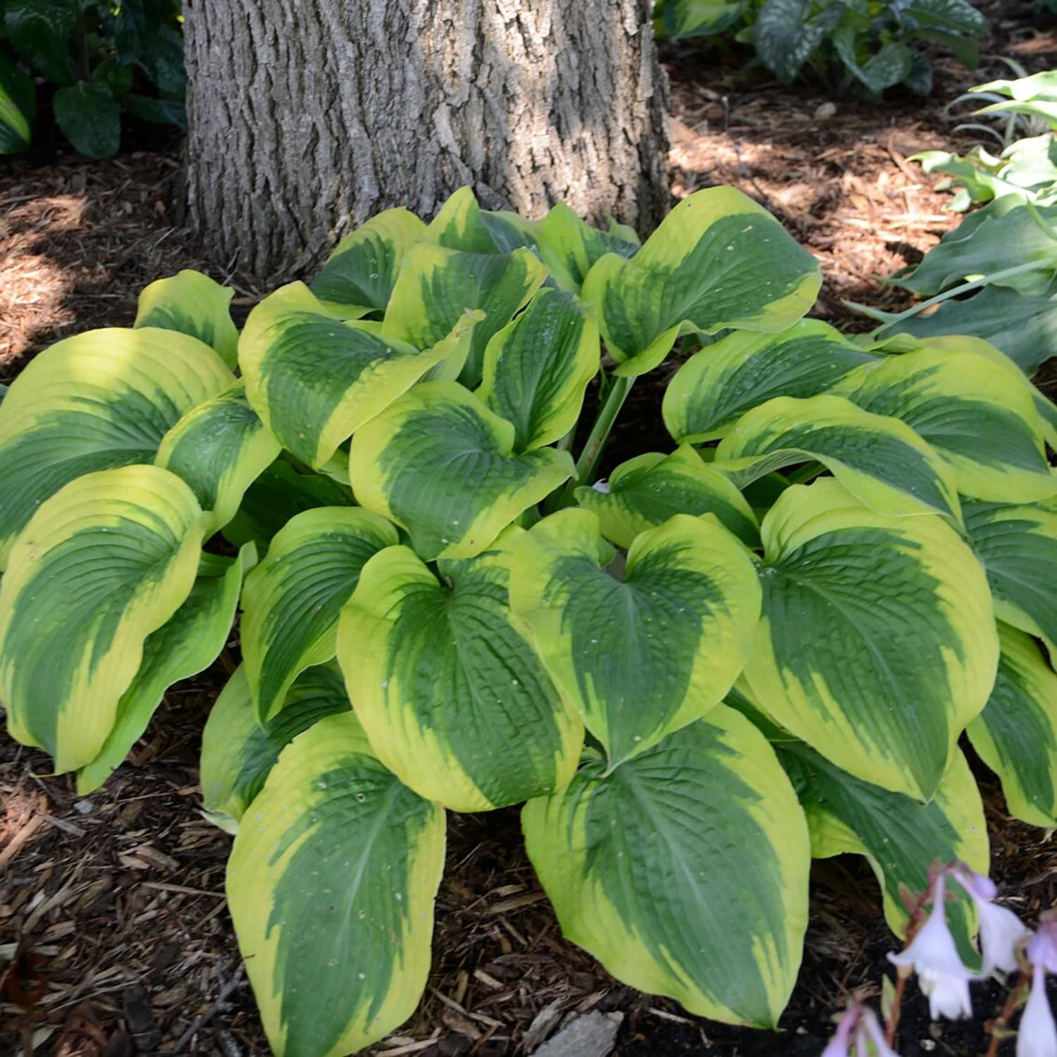 PLATAGO 200 Hosta Seeds Earth Angel NSD3 Hosta Plants Seeds Perennial ...
