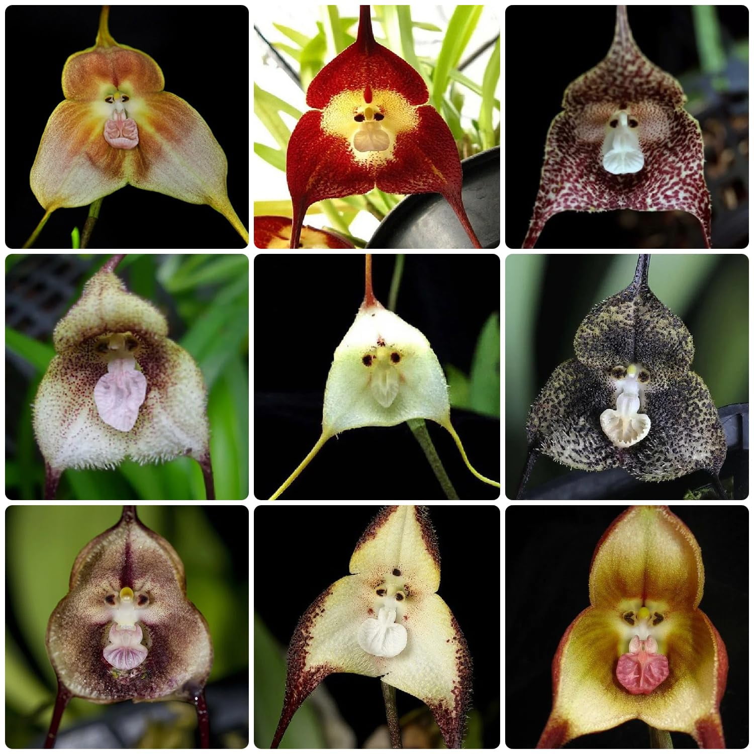 PLATAGO 200pcs Rare Monkey Orchid Flowers MVR1 Seeds for Planting ...