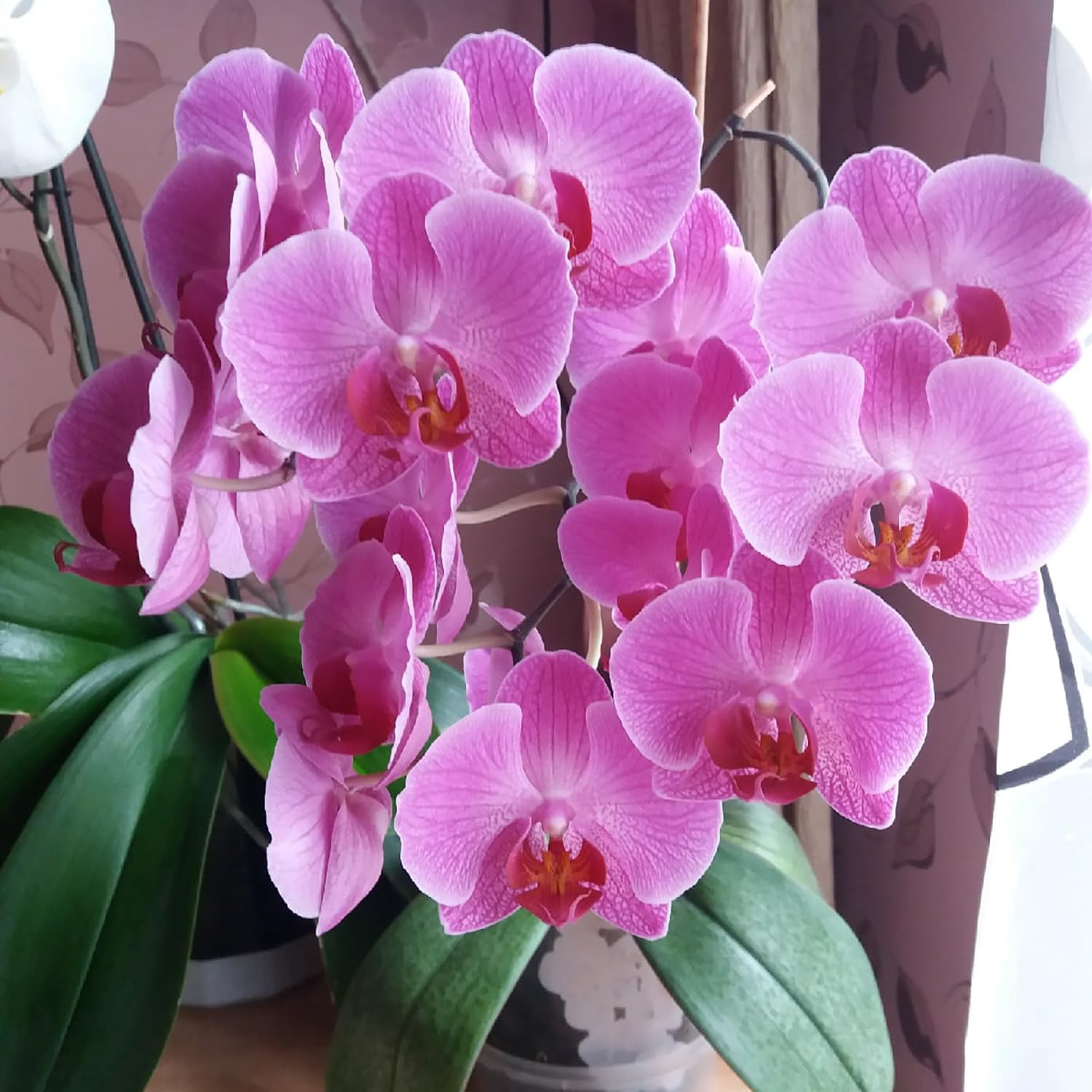 PLATAGO 500+ Rare Orchid Seeds for Planting - Exotic Pink Phalaenopsis ...