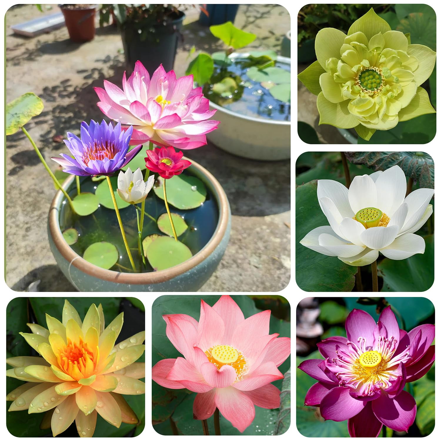 PLATAGO 50pcs Bowl TWE5 Lotus Seeds for Planting Mixed Bonsai Lotus ...