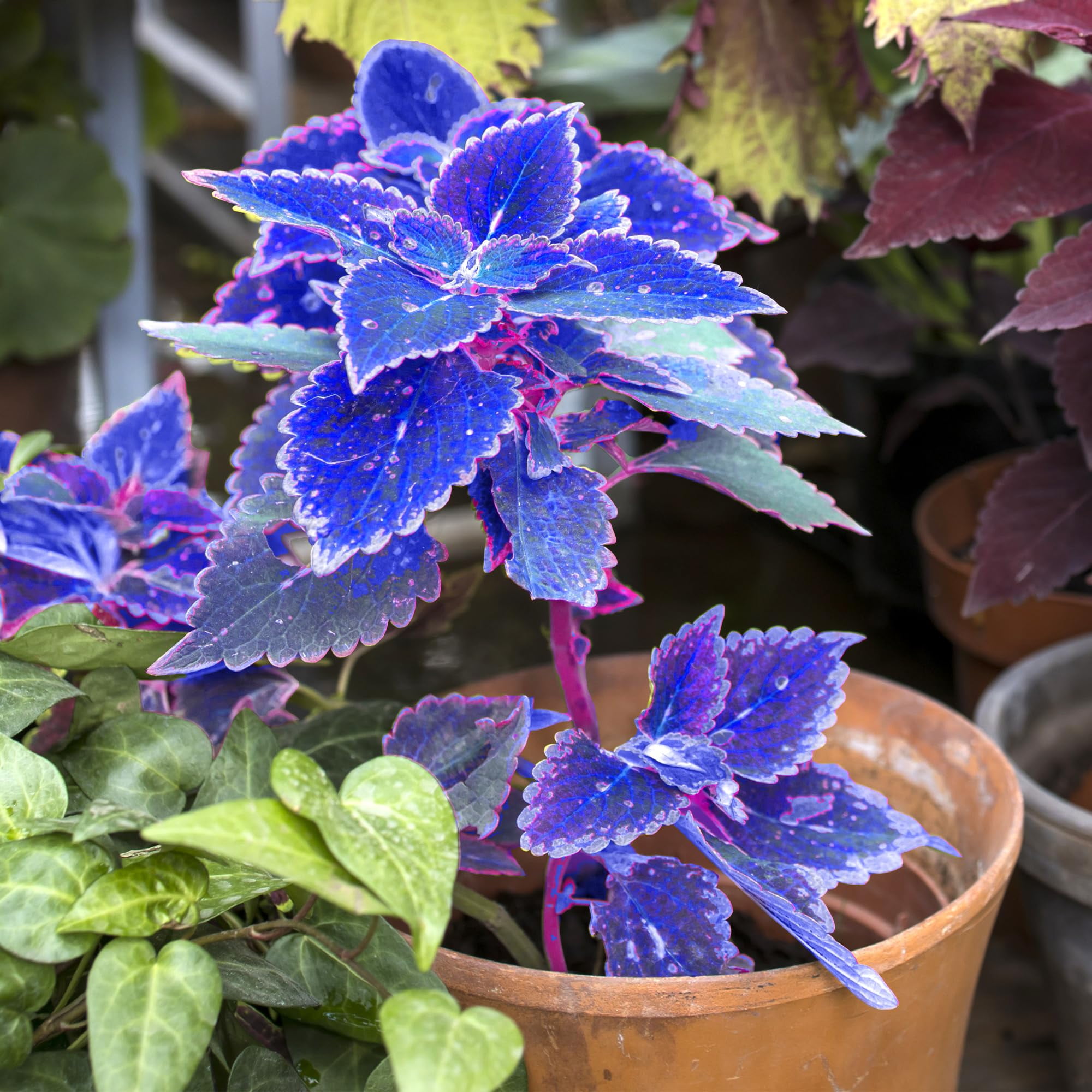 PLATAGO Coleus Seeds for Planting Non-GMO Seeds MHD1Rare Blue Coleus ...