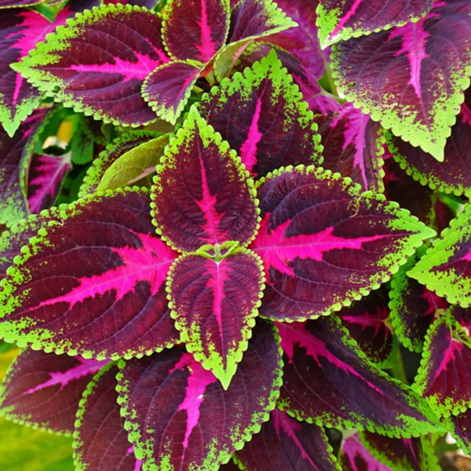 PLATAGO Green Coleus Seed Packet 200+ Seeds - Exotic Perennial Coleus ...