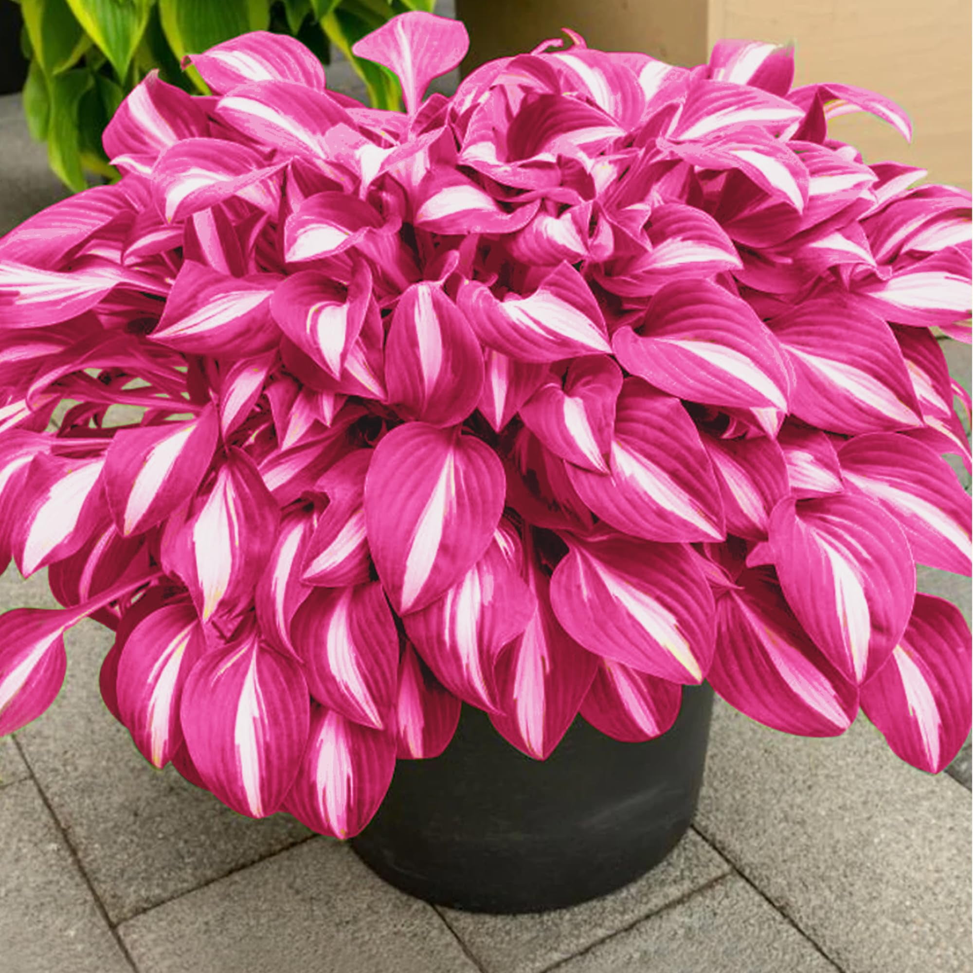 PLATAGO Hosta Seeds Perennial DHF10 Hosta Plants Grow Easily Pink ...