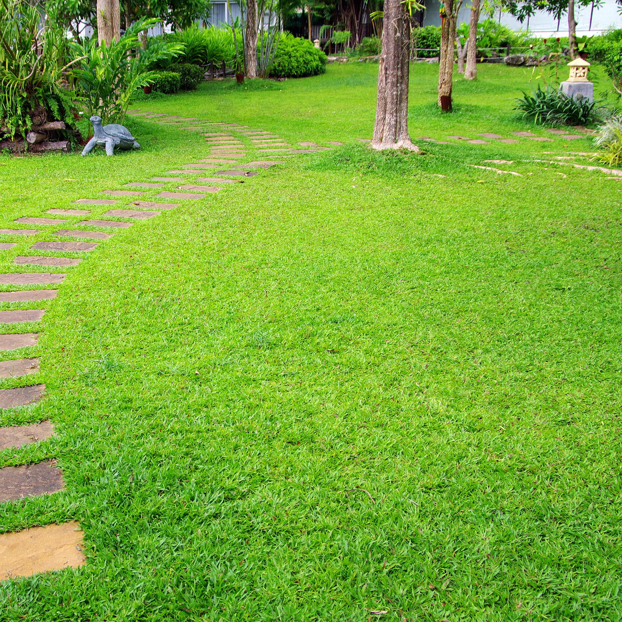 PLATAGO Irish Moss Seeds Ground Cover MVR1 Perennial Ground Cover ...