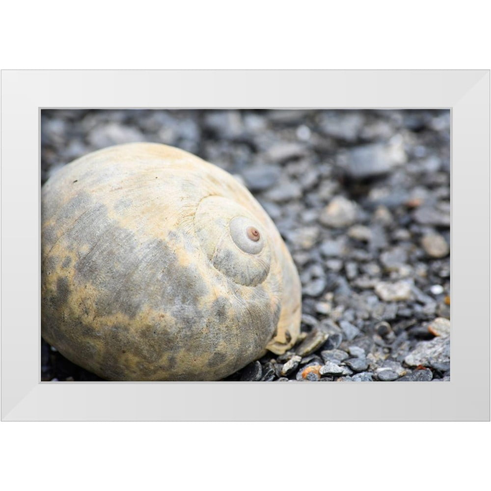 PLank, Savanah 18x13 White Modern Wood Framed Museum Art Print Titled ...