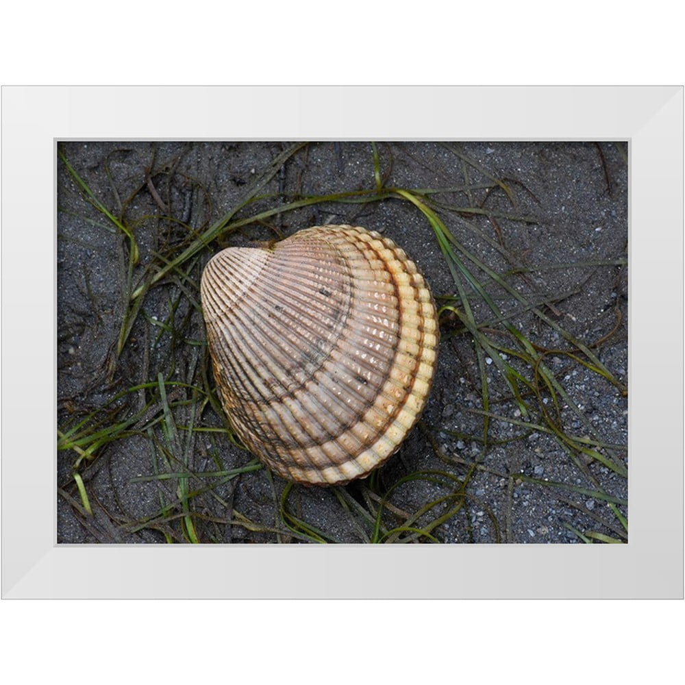 PLank, Savanah 18x14 White Modern Wood Framed Museum Art Print Titled ...
