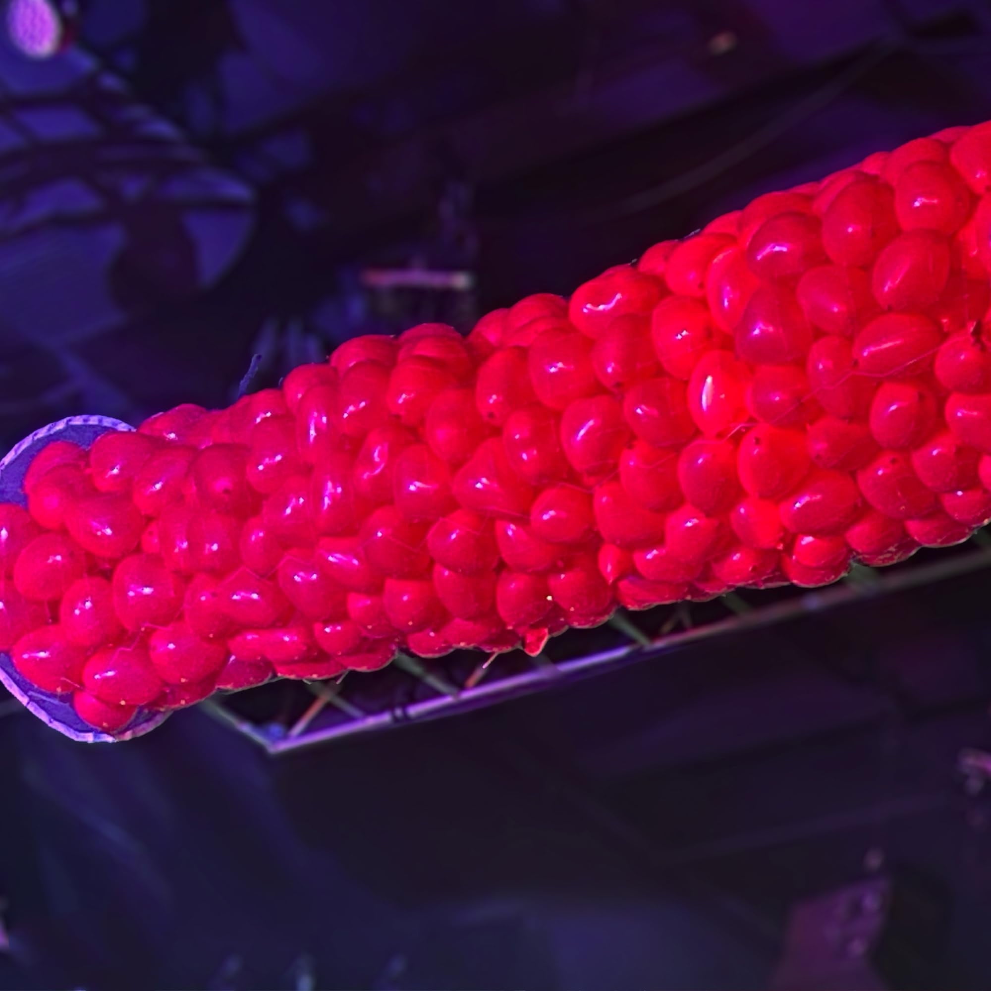 Free Shipping! PMU Balloon Release - Drop EZ- Balloon Net System (1000 ...