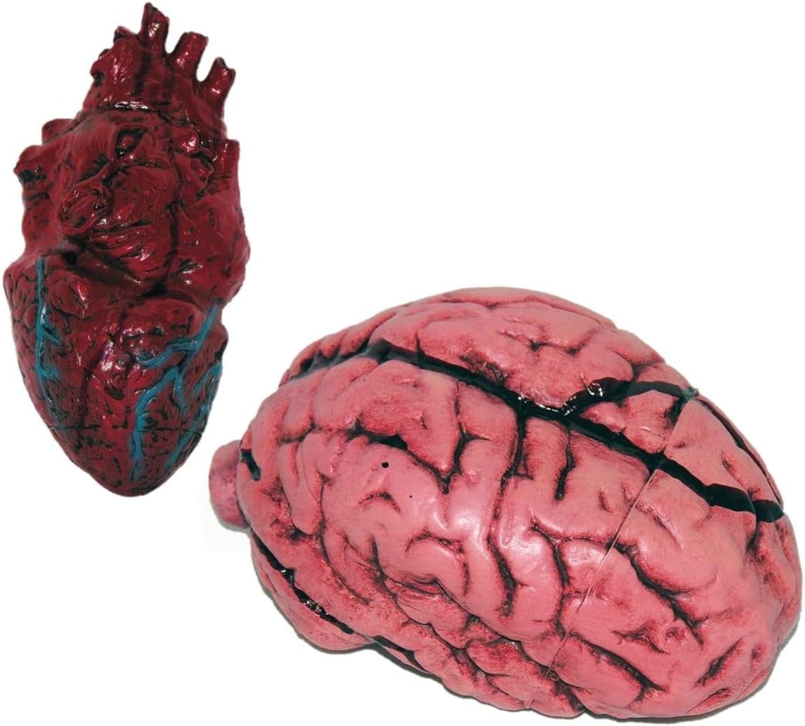 PMU Simulated Body Parts 2pc Set, Learning Resources Anatomy Brain and ...
