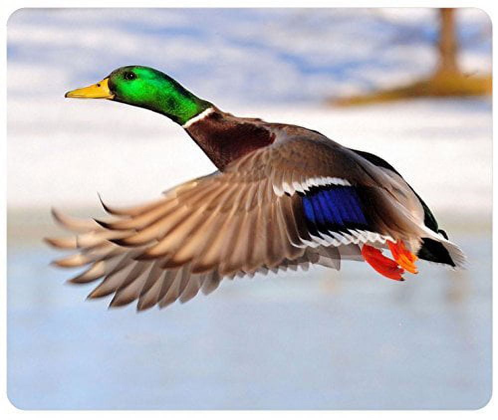 POPCreation Mallard Duck Mouse pads Gaming Mouse Pad 9.84x7.87 inches ...