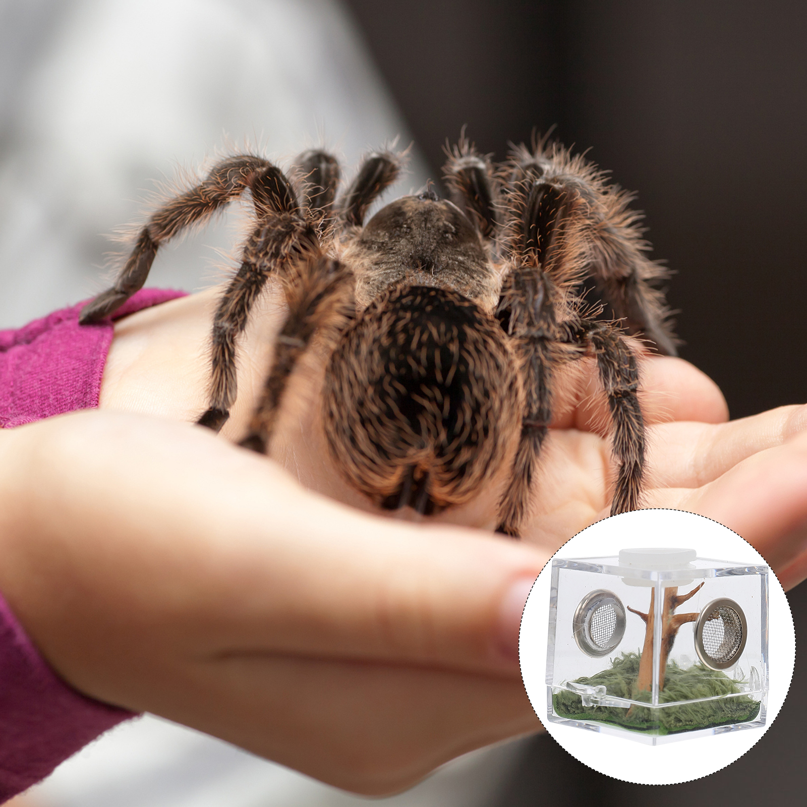 POPETPOP 2 Set of Spider Habitat Box Small Pet Insect Breeding Box ...