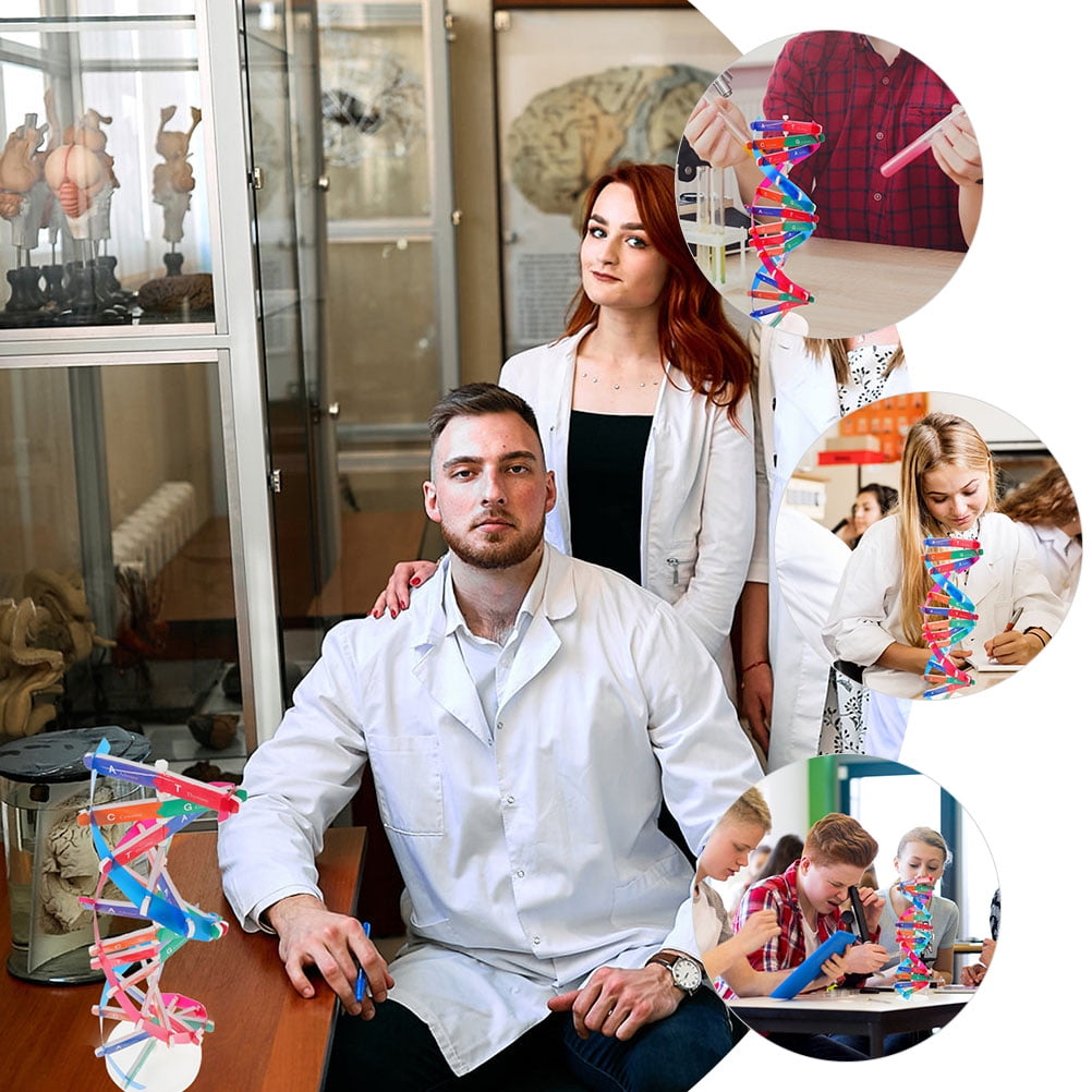 POPETPOP 6 pcs DNA Models Double Helix Model Components Science ...