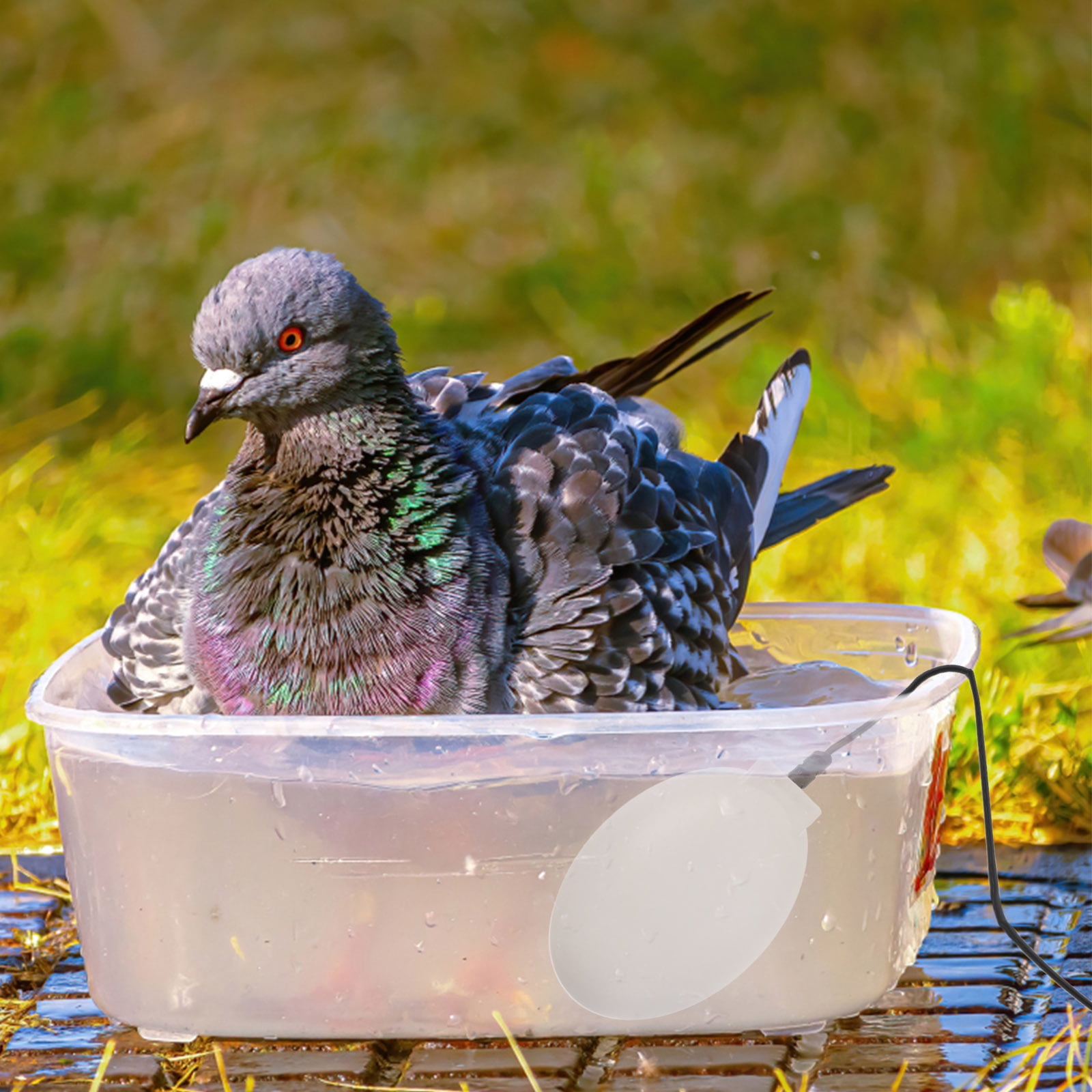 POPETPOP USB Bird Bath Heater Parrot Bath Heater Bird Bathing Heater ...