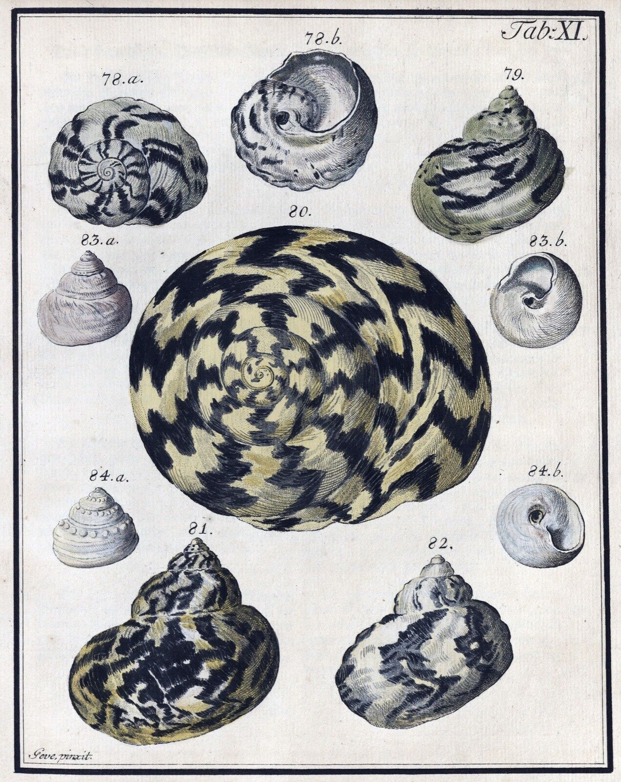 POSTER 12396.Decor Poster.Vintage Interior wall design.Sea Shells ...