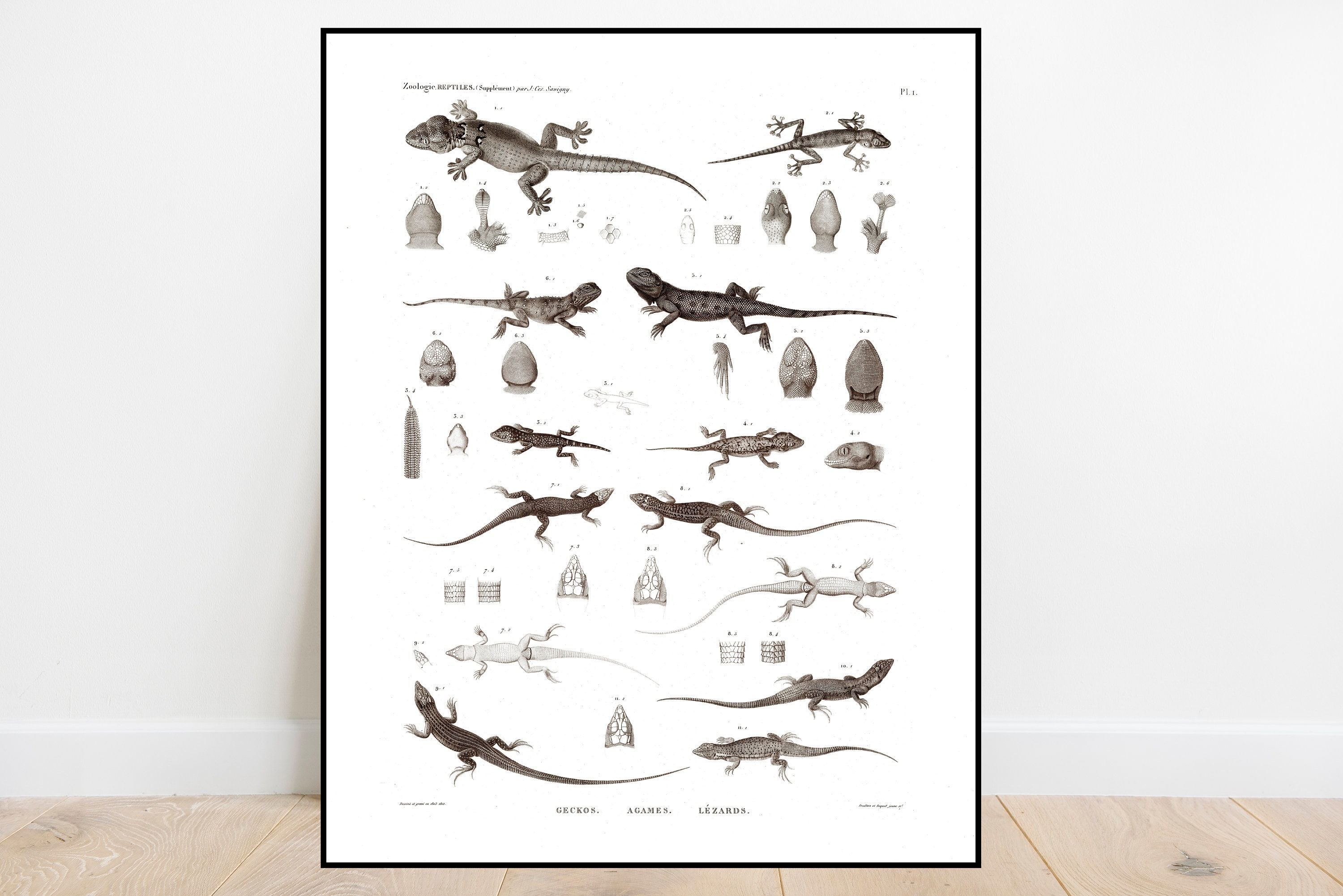 POSTER 1826 Zoology Lizards Vintage Art Print Reproduction - Reptiles ...