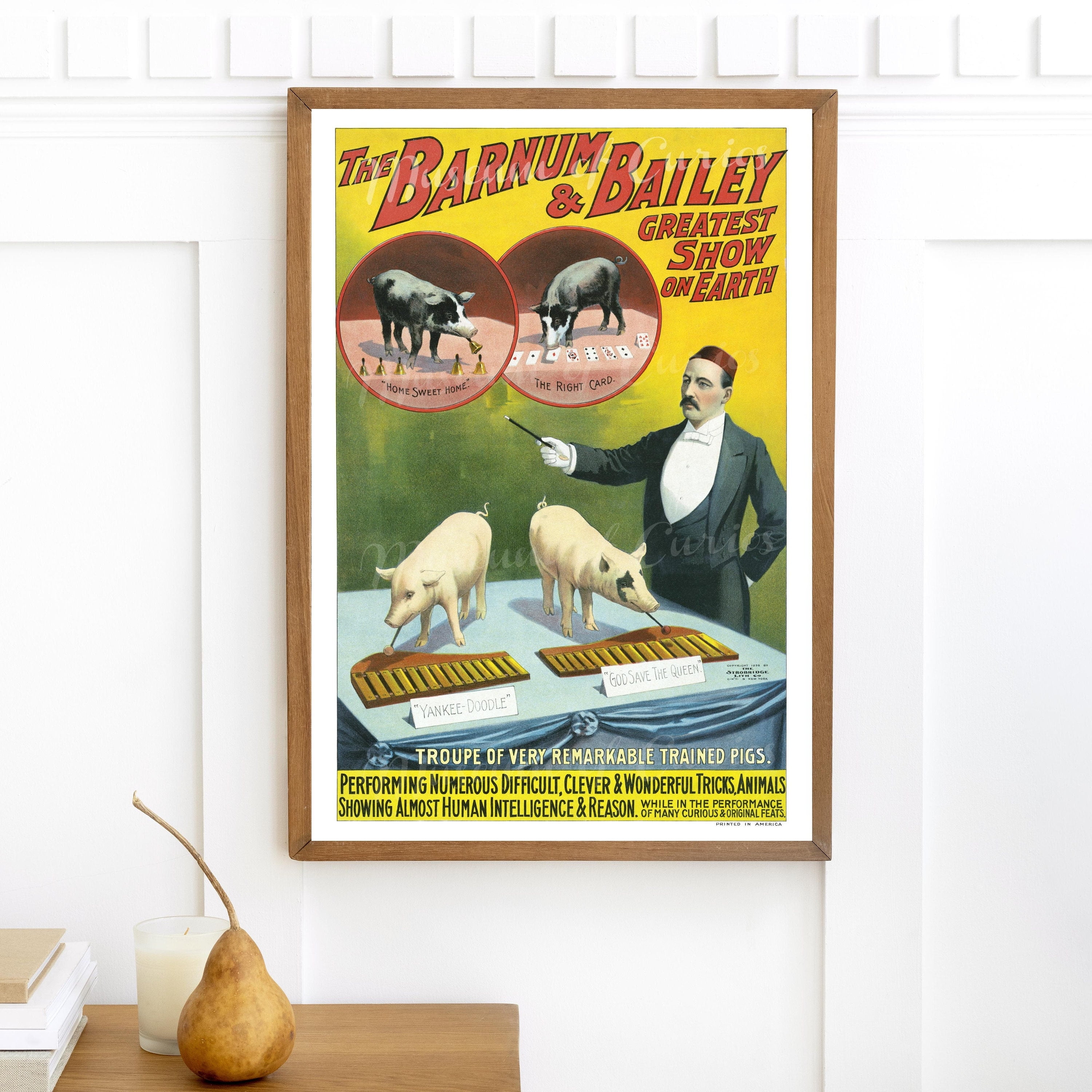 POSTER 1898, Barnum & Bailey Circus Poster, Clever Pigs Performing Tricks, Xylophone Playing ...