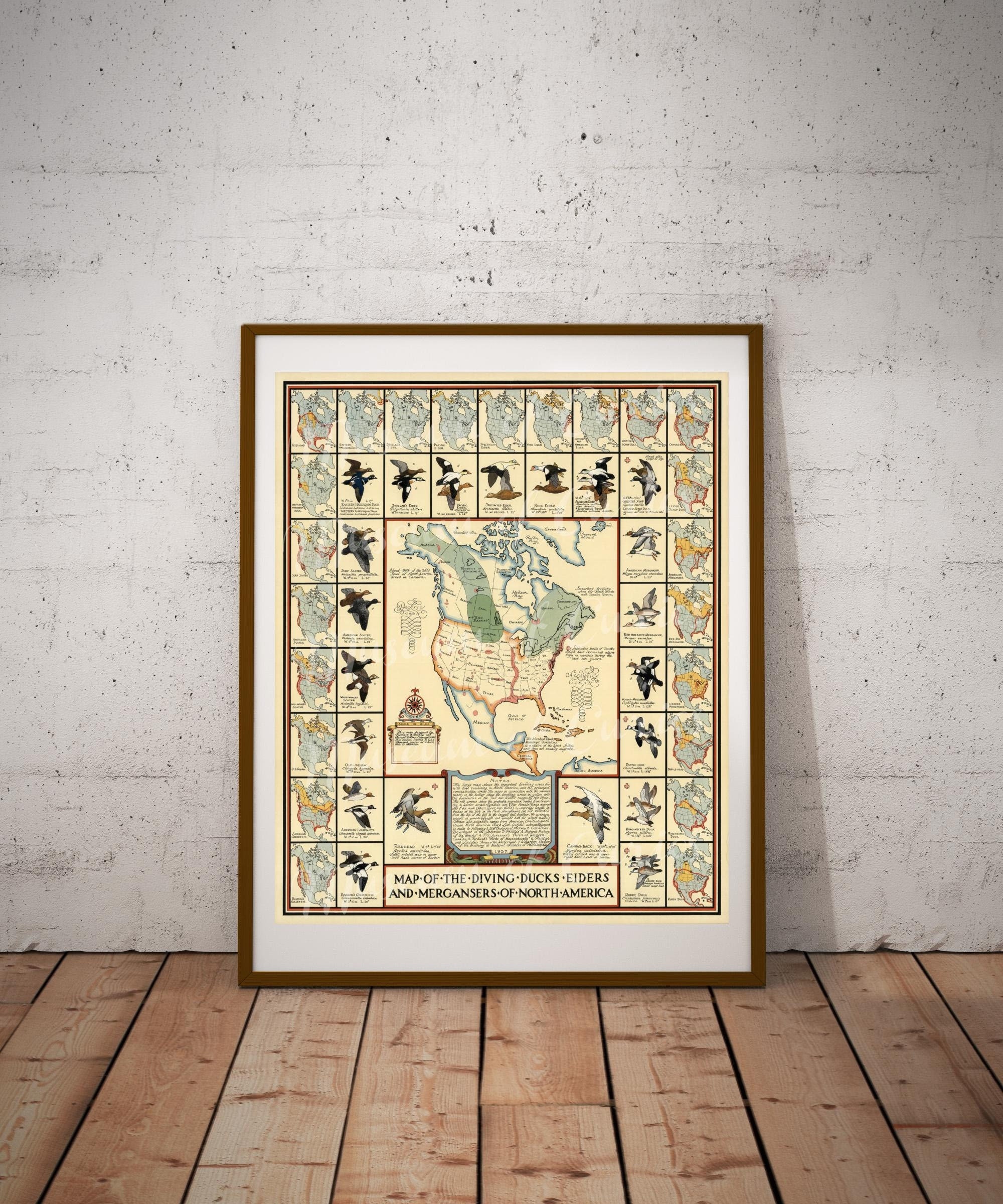 POSTER 1937, Map of The Diving Ducks, Eiders and Mergansers of North ...