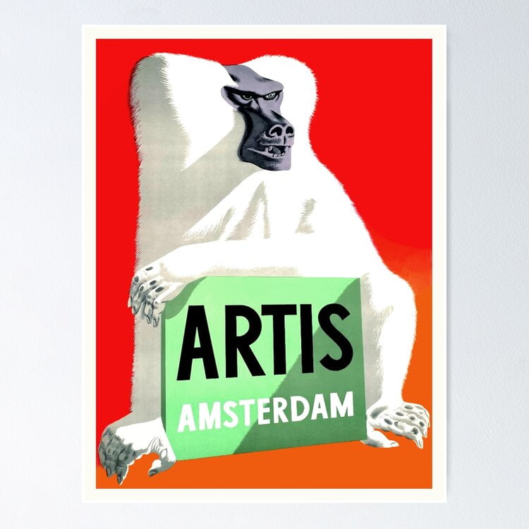 POSTER 1947 Artis Zoo Amsterdam Baboon POSTER UNFRAMED, 8x12 - Walmart.com