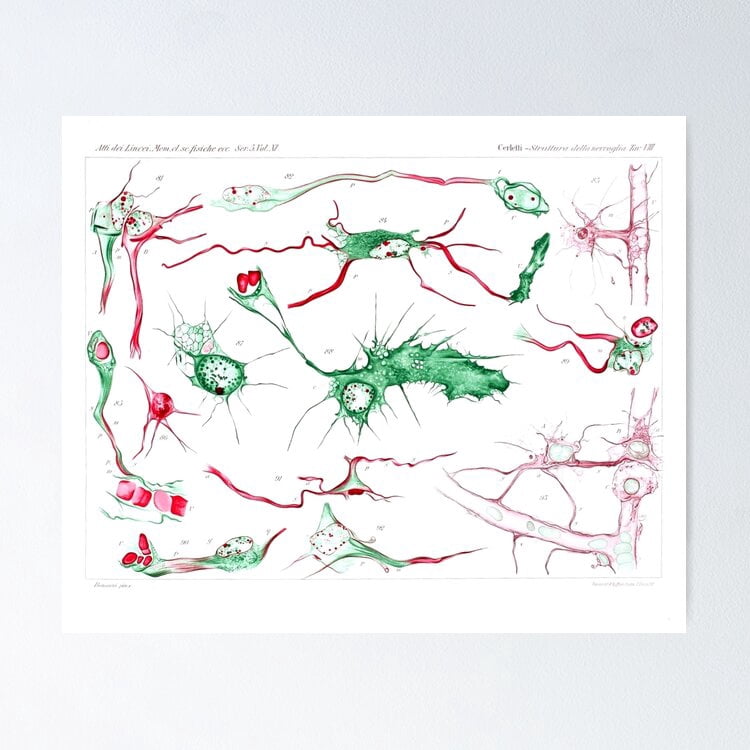 POSTER Abstract Microorganism Nerves POSTER UNFRAMED, 8x12 - Walmart.com