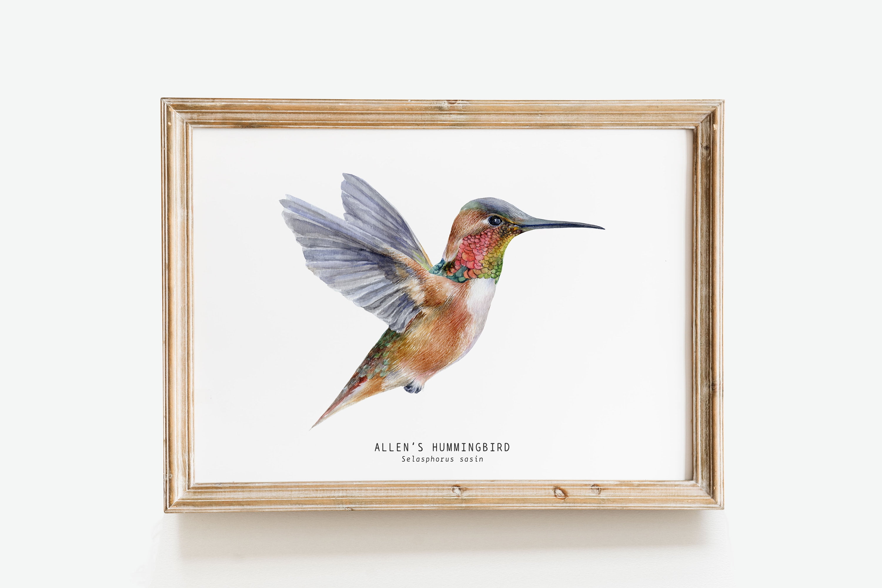 POSTER Allen's Hummingbird watercolor fine art print | bird lover ...