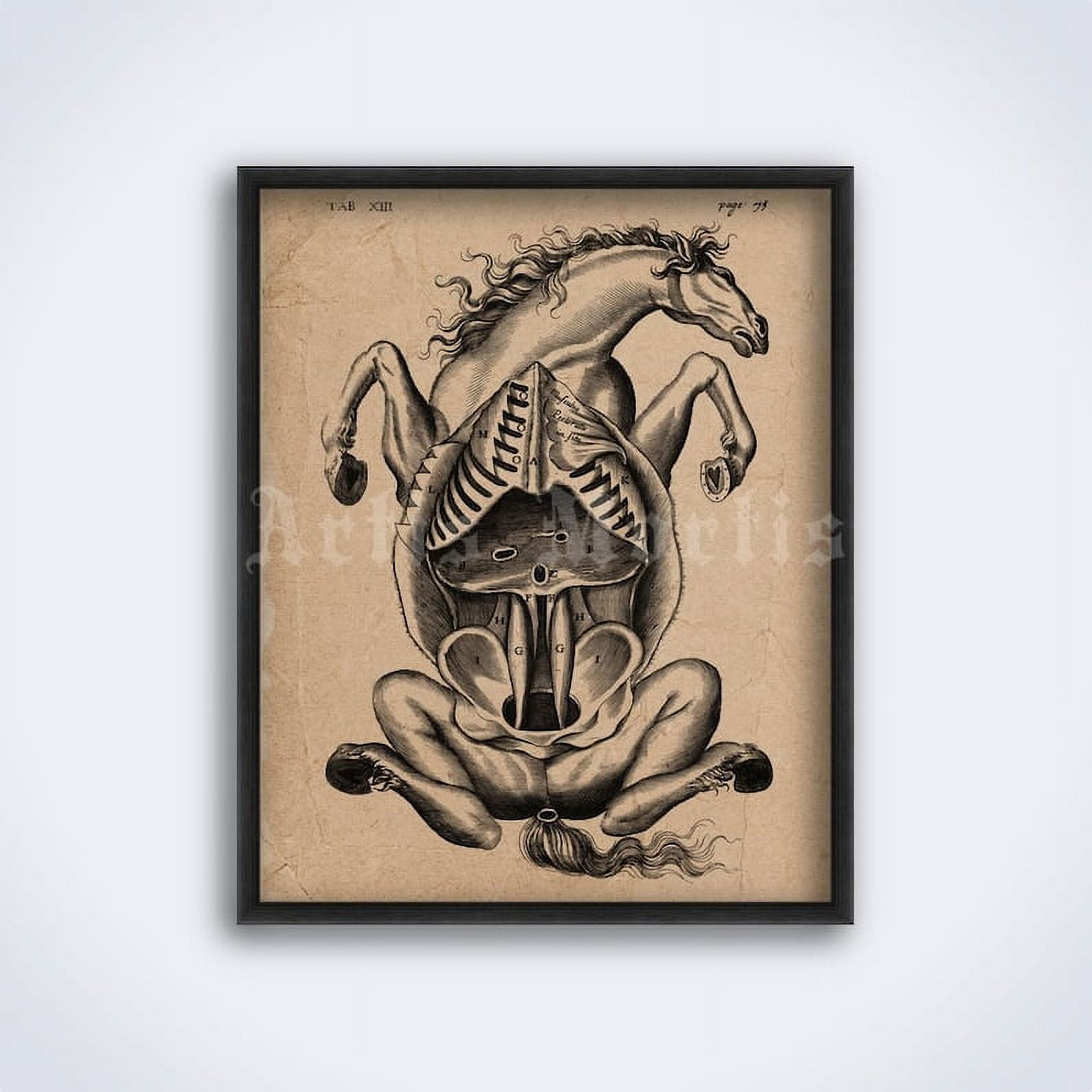 Poster Anatomy of horse, dissected horse, ribs, skeleton, antique ...