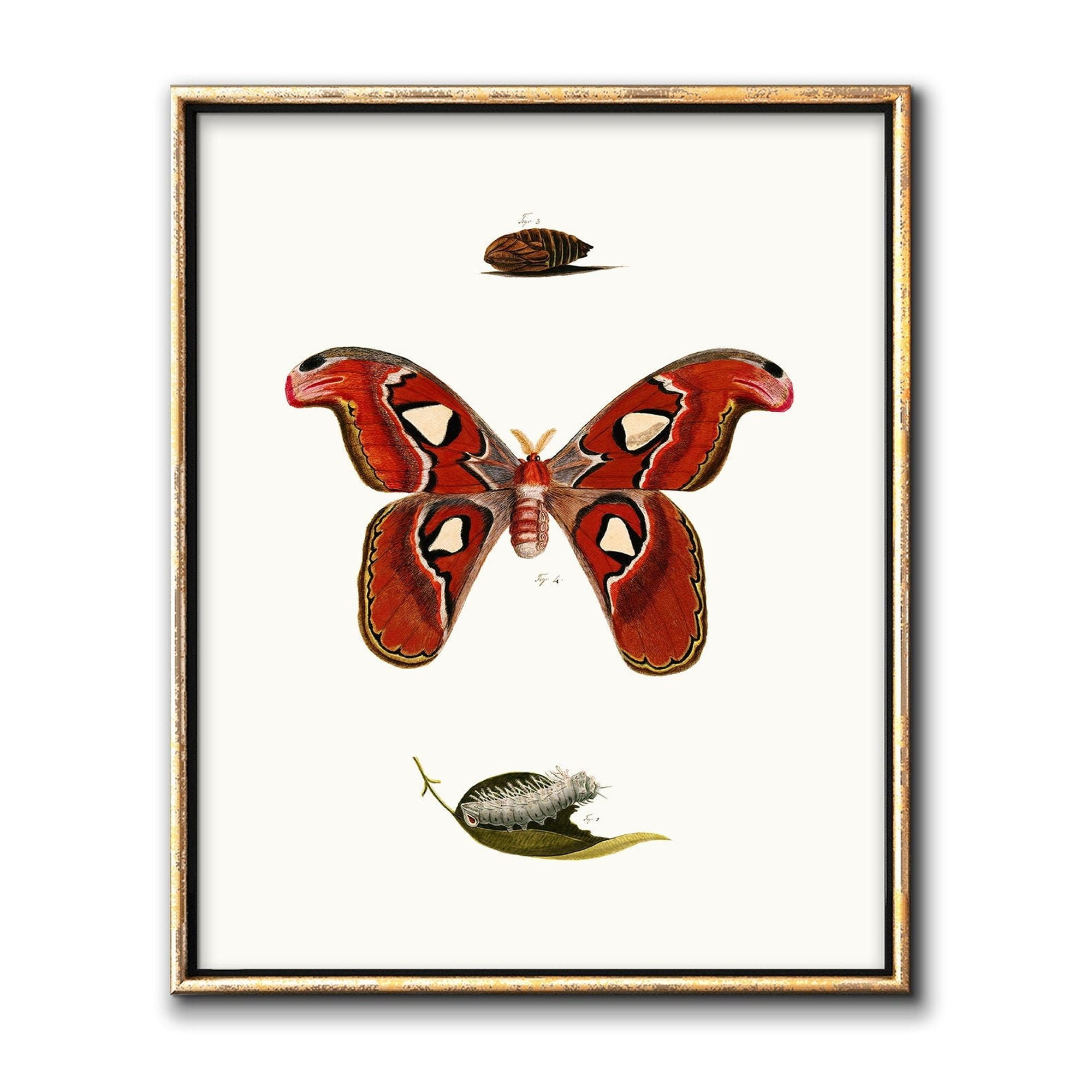 POSTER Atlas Moth Print Art, Vintage Science Illustration Butterfly ...